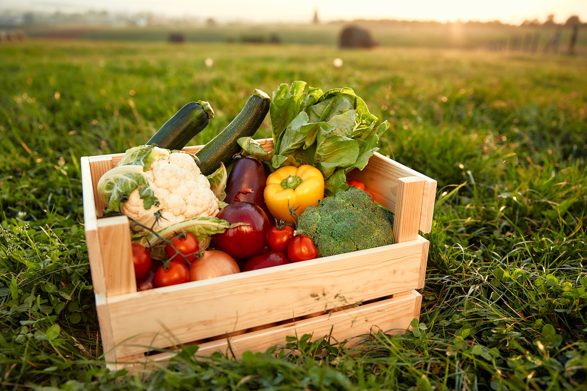 CSA Program – Large Box – The Urban Edge Farm